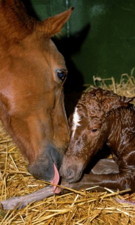 Hochträchtigkeit und Fohlengeburt (Teil 2) - Arbeitskreis Pferd